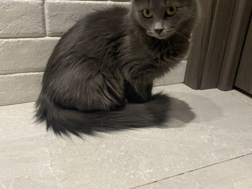 Котенок кошечка ласкуша