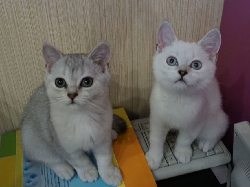 Британские котята шиншилла серебристая