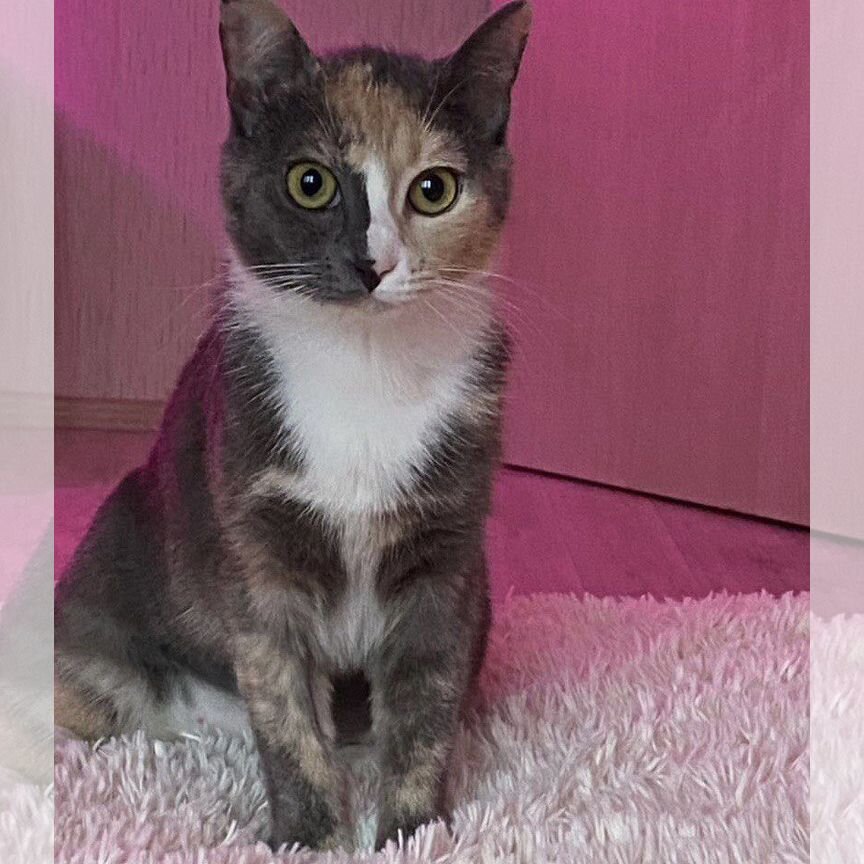 Взрослая, кошка в добрые руки