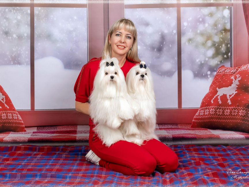 Щенки мальтезе РКФ