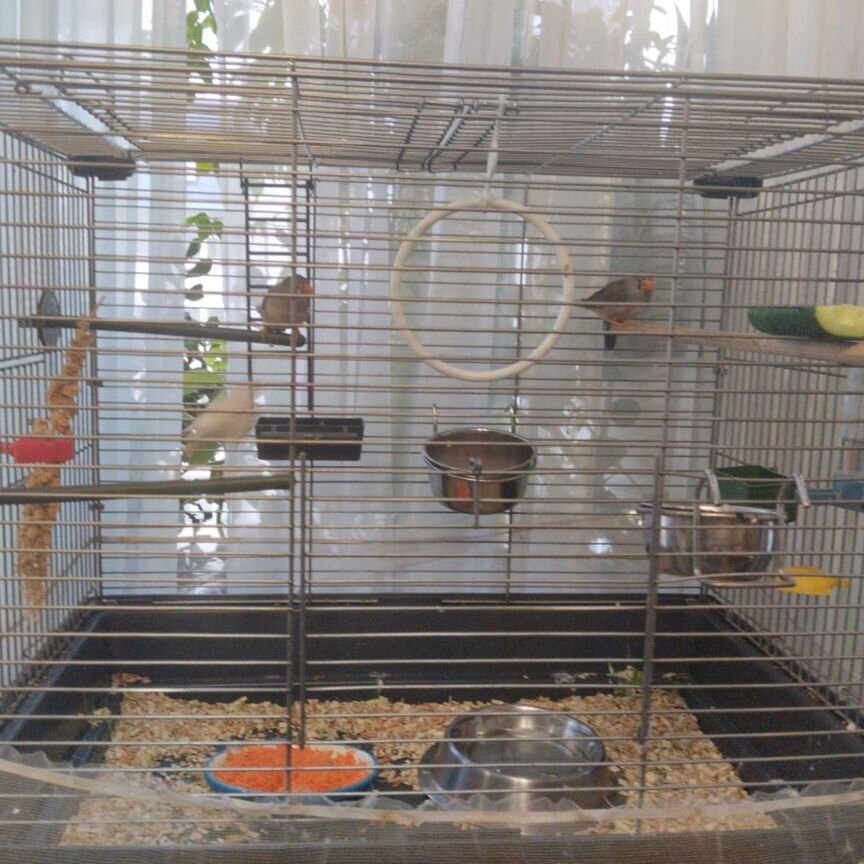 Бронь. Зебровые амадины