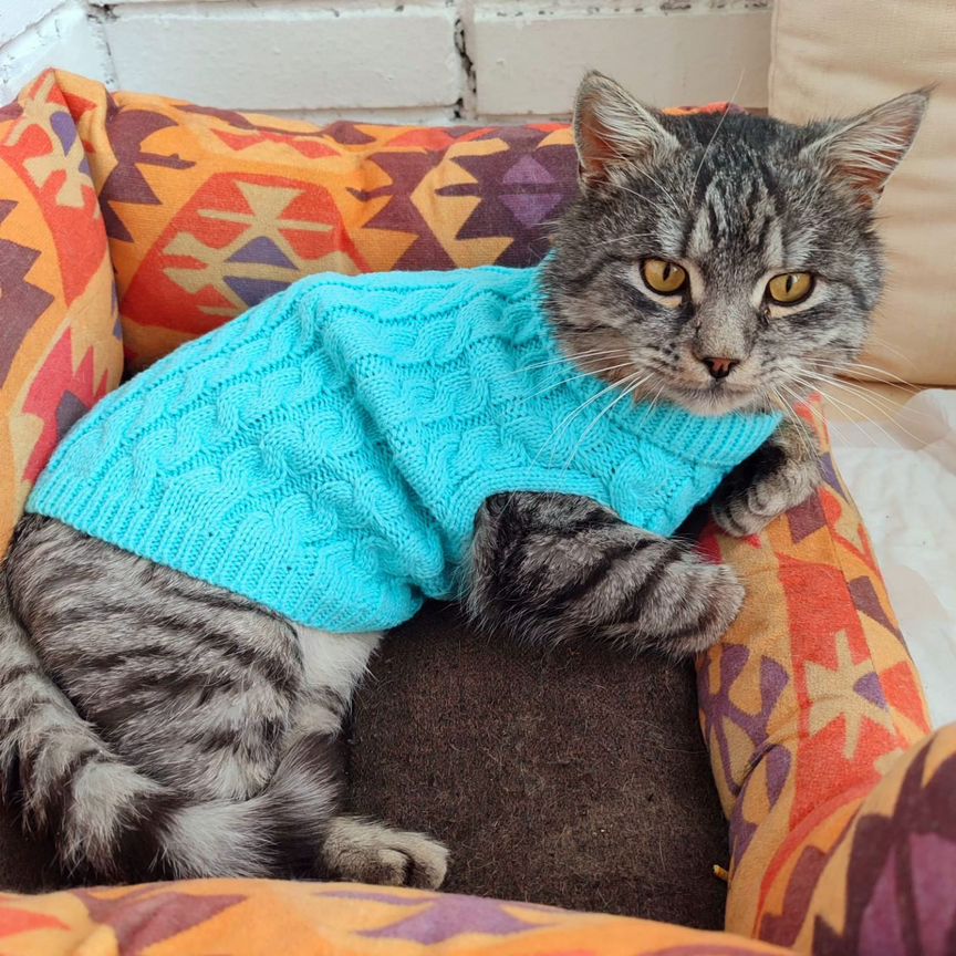 Котик в добрые руки