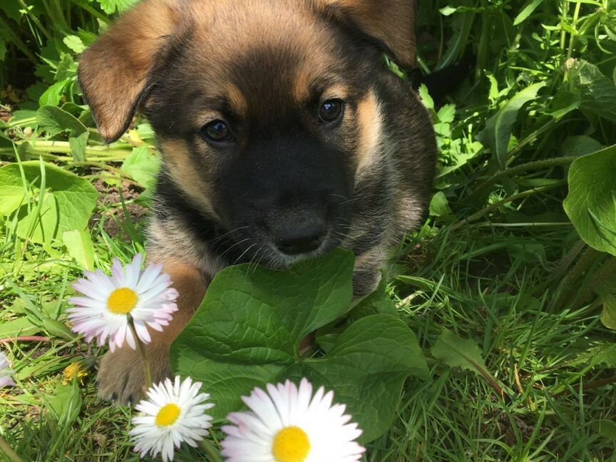 Щенки в добрые руки