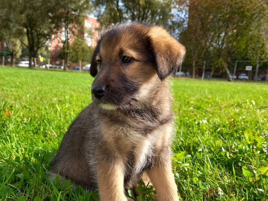 Малышка Руна ищет дом