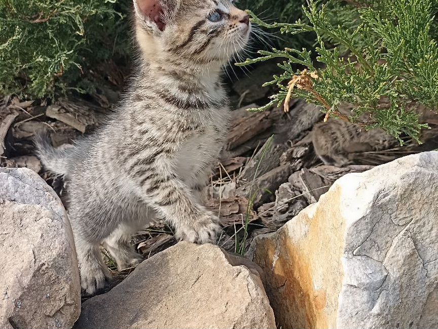 Кошки в добрые руки бесплатно