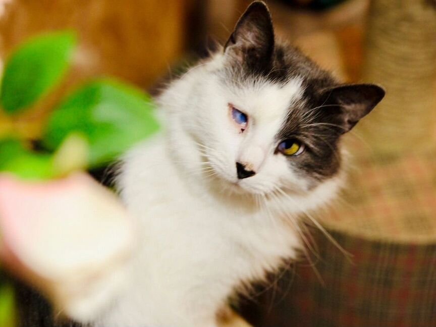 Кошечка Лада, кошка Санкт-Петербург