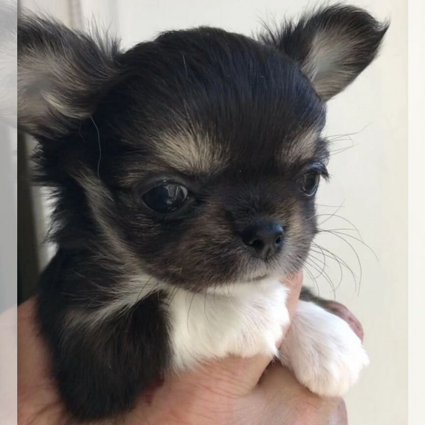 Кукольные мини девочки