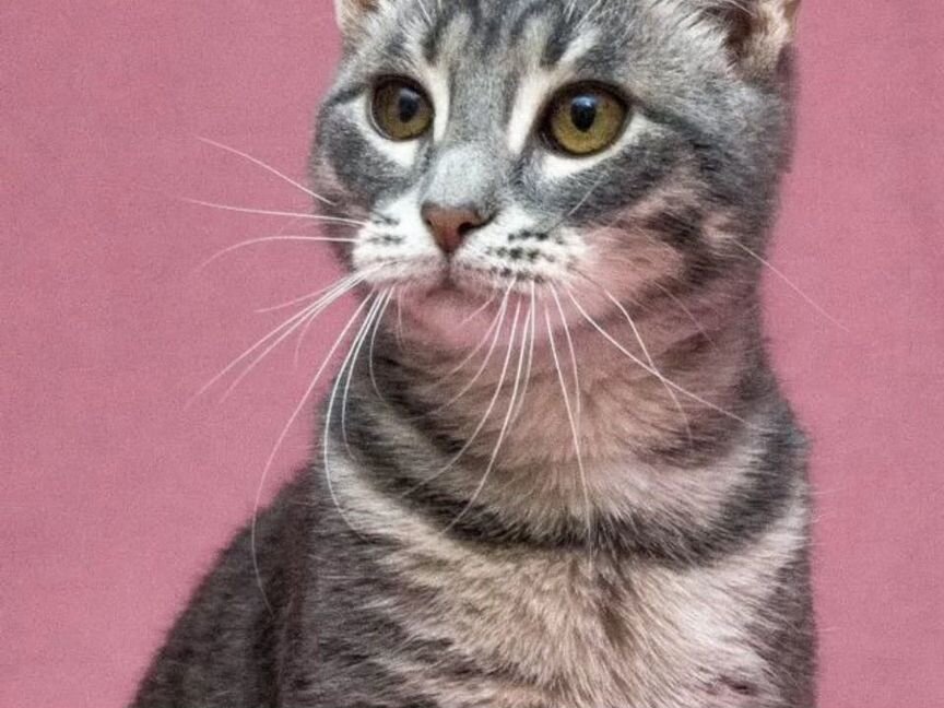 Усатый полосатый Плюшик в добрые руки