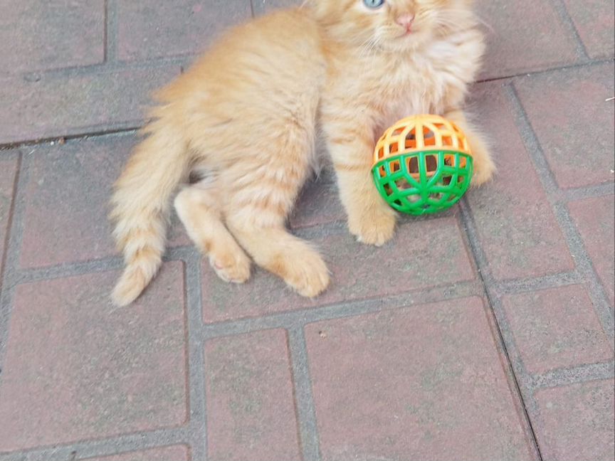 Рыжий котенок мальчик
