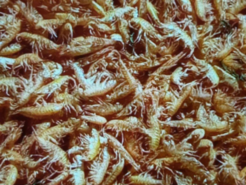 Гаммарус сушеный Мормышь