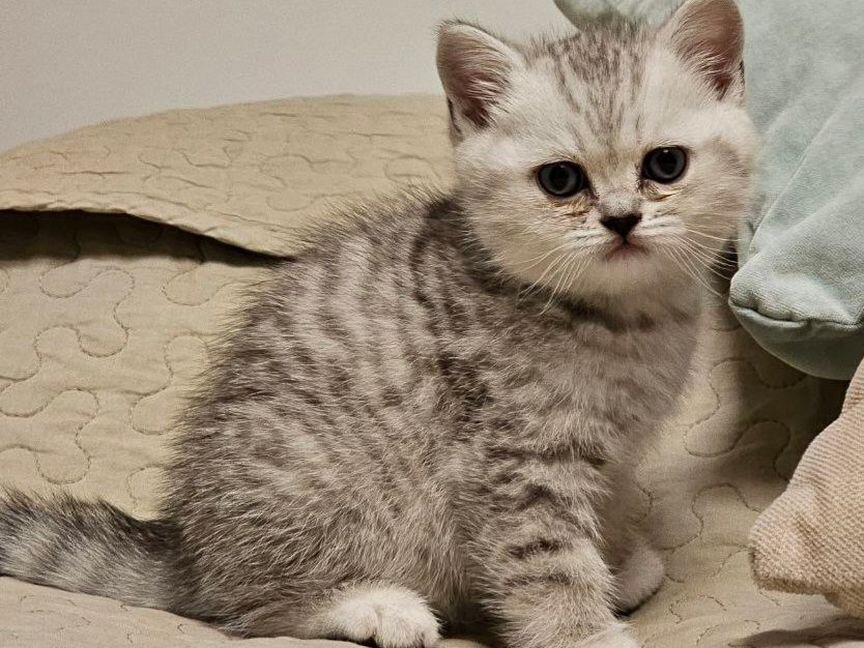 Британские котята
