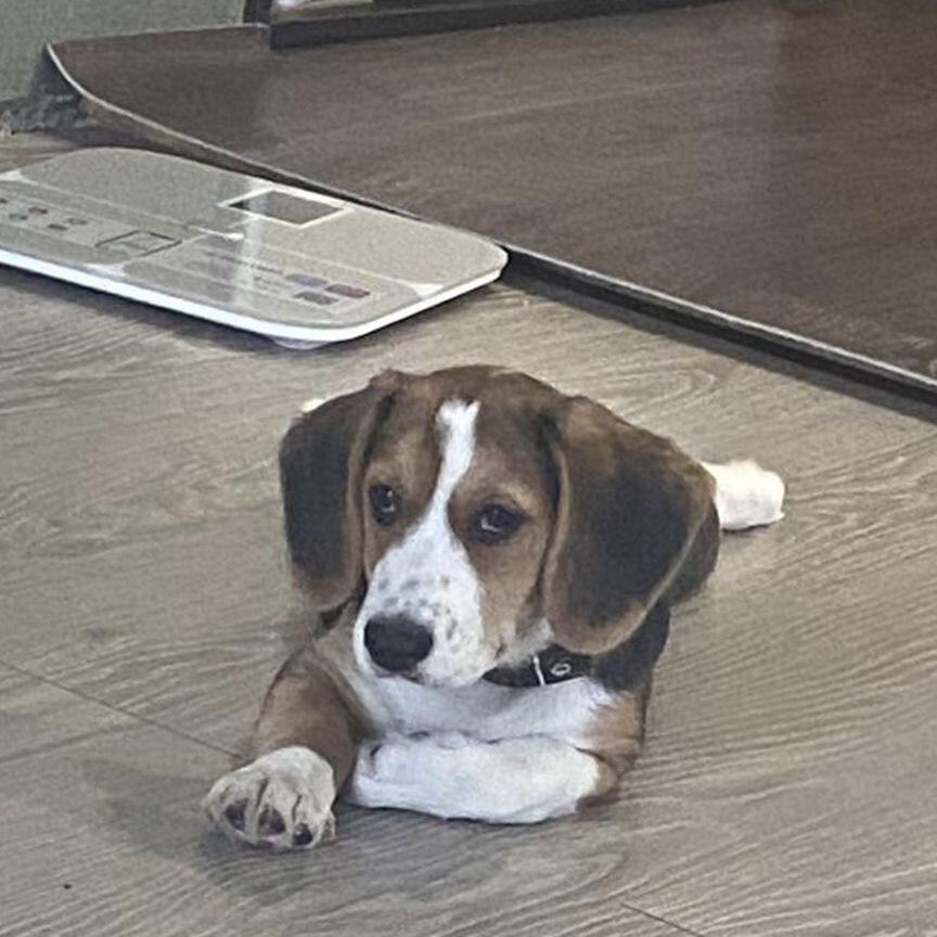 Бигль, щенок