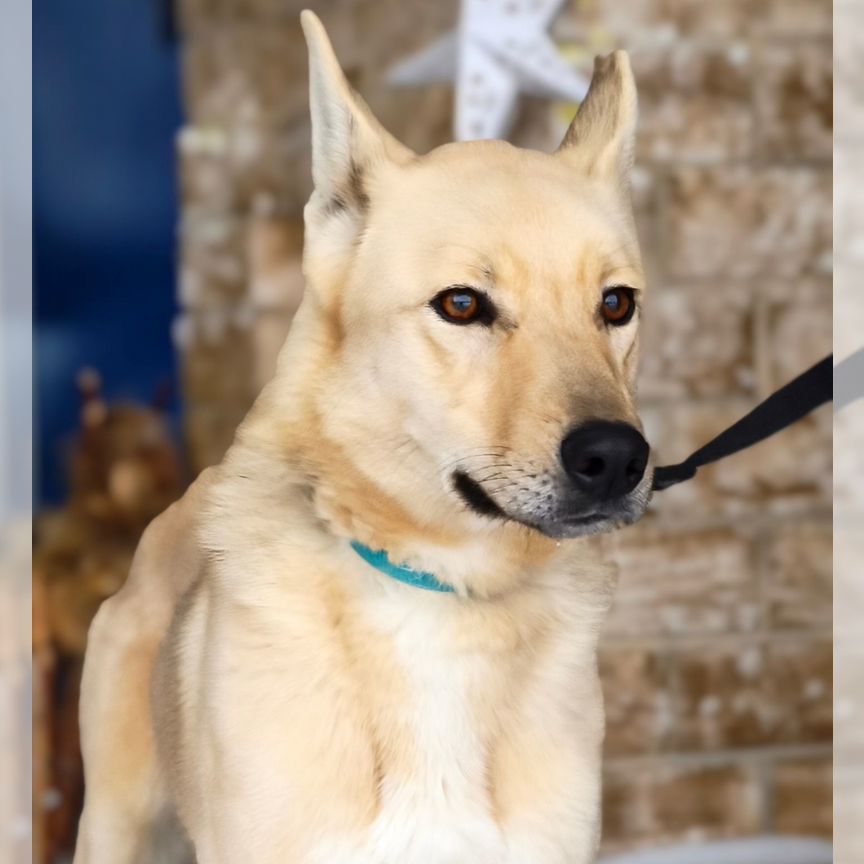 Взрослый пёс в добрые руки