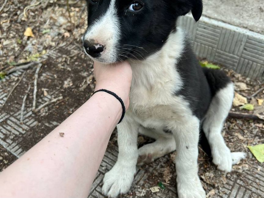 Щенок девочка