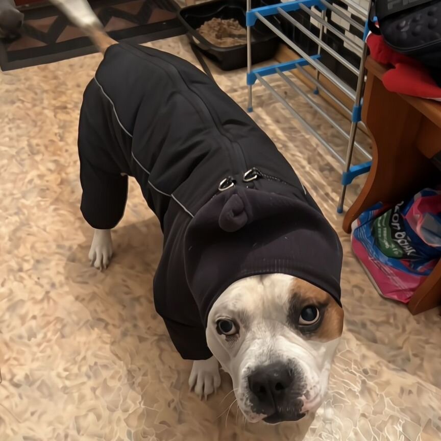 Шапка для собак средних пород