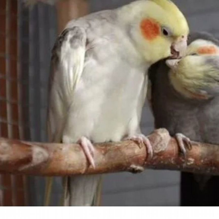 Попугай корелла