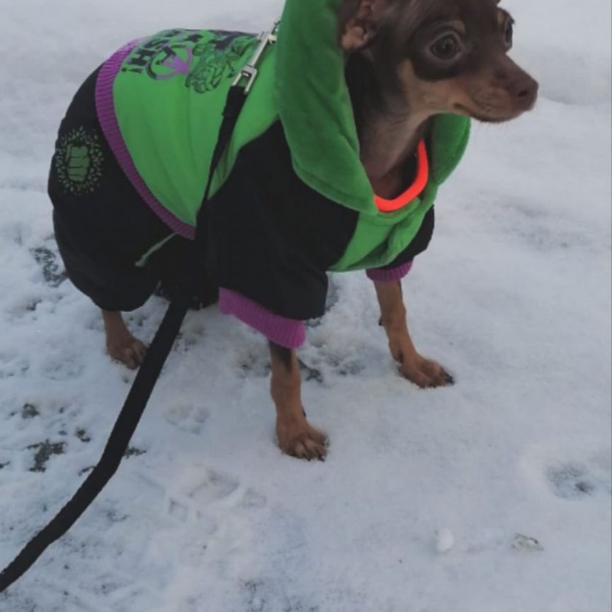 Случка собак