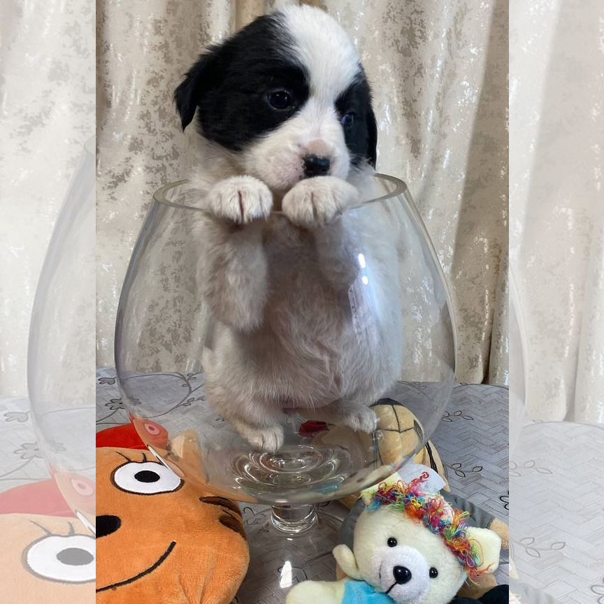 Спасите милых карапузов щенят