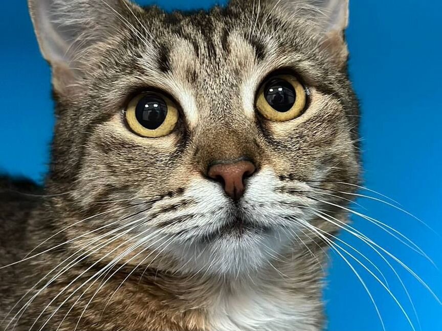 Кошка Лора в добрые руки