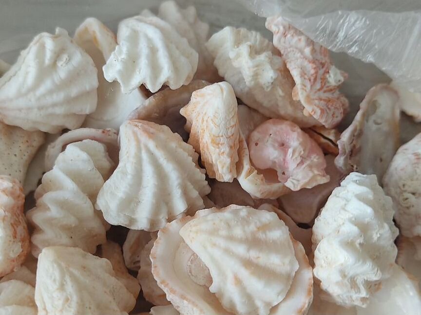 Морские ракушки раковины