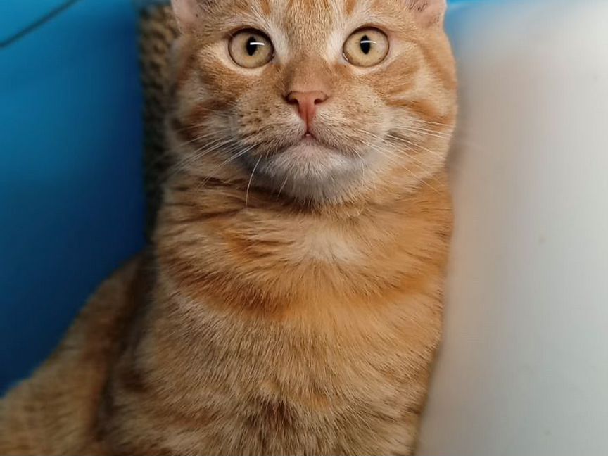 Рыжик Пыжик котенок 4 месяца