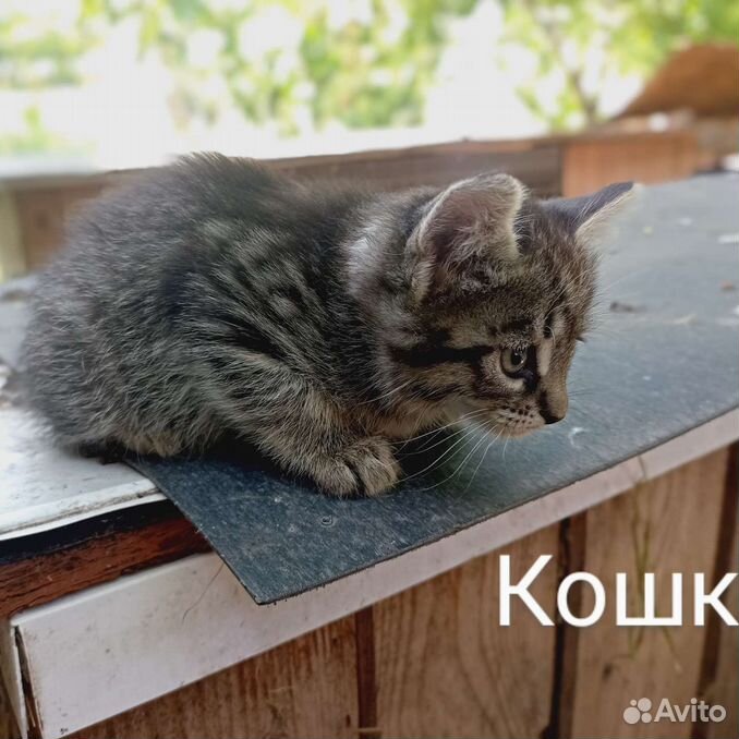 Котята. Рождены 20апреля