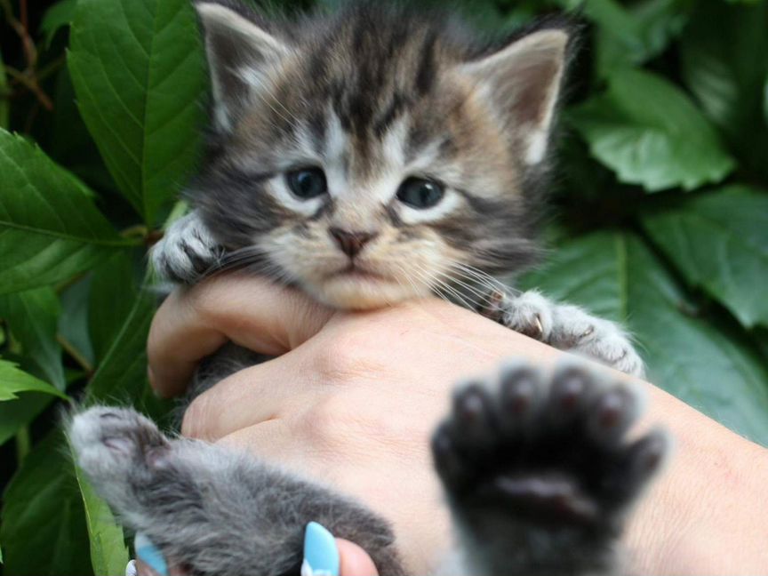 Полидактильные кошечки мейн-кун с документами