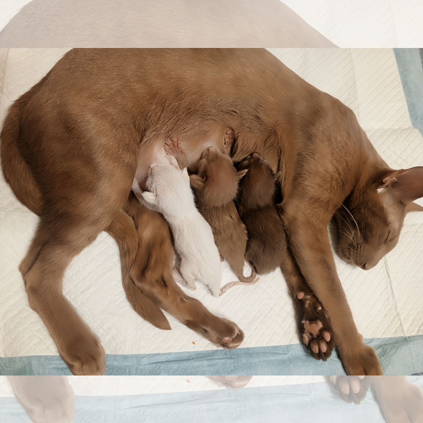 Ориентальный котёнок