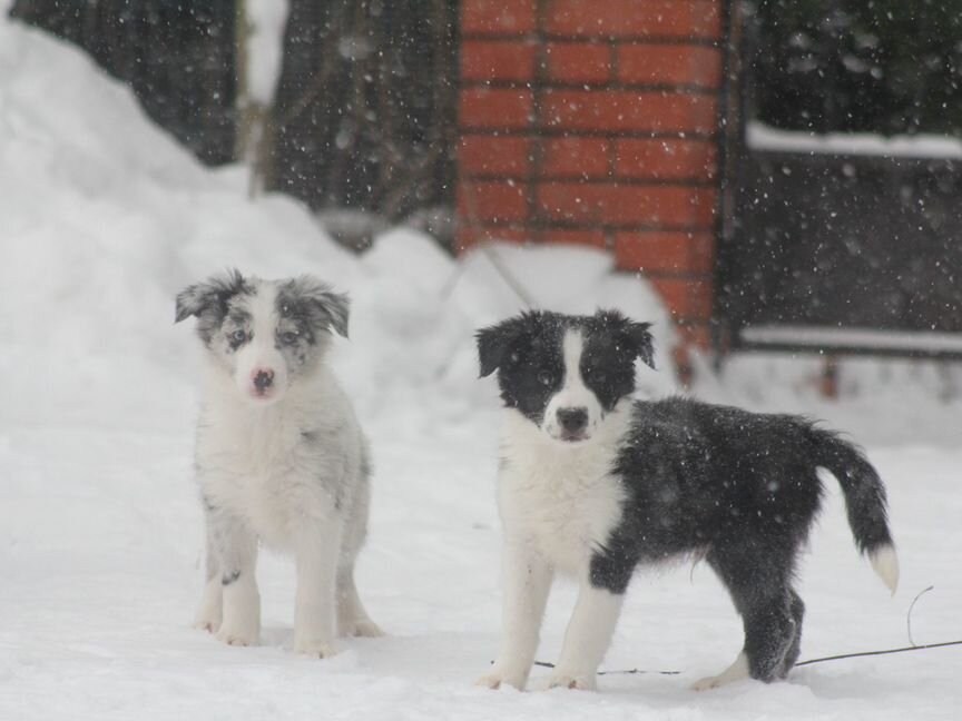 Бордер колли