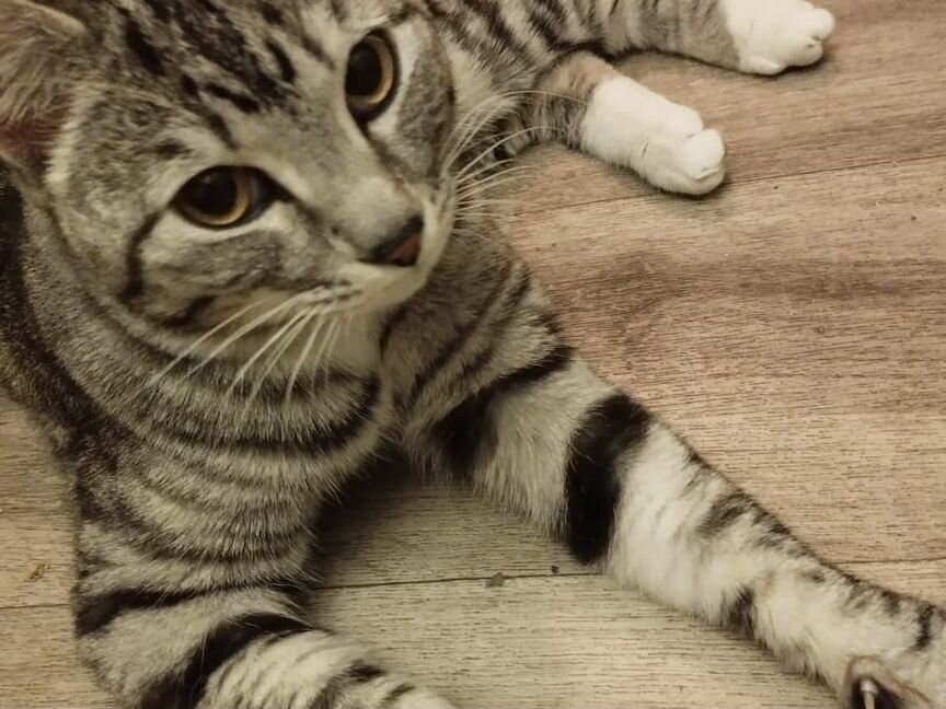 Кота в добрые руки