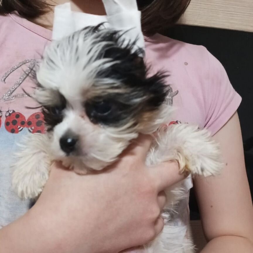 Бивер-йоркширский терьер, щенок