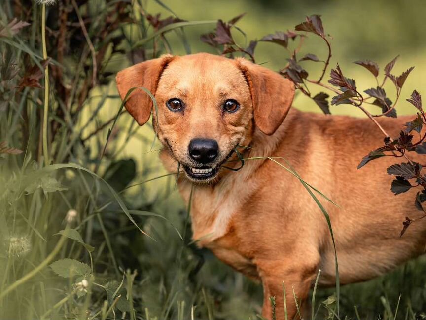 Малыш Ингар в добрые руки
