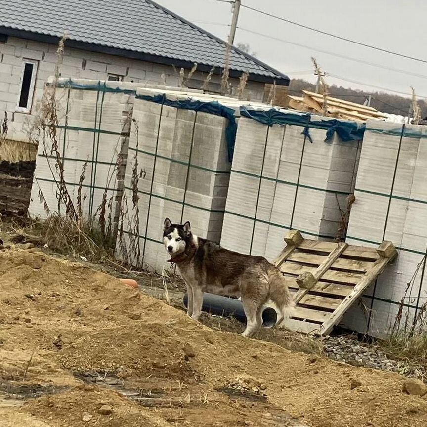 Сибирский хаски, взрослая собака