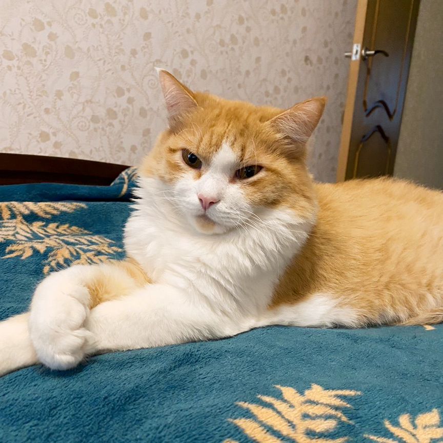 Отладим кота