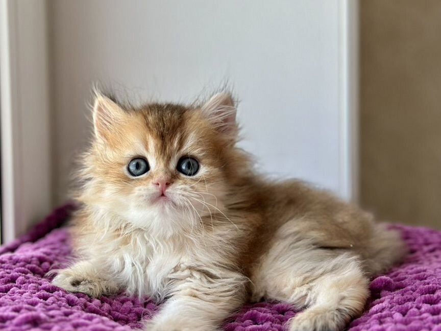 Кукольный длиношерстный котик золотая шиншилла