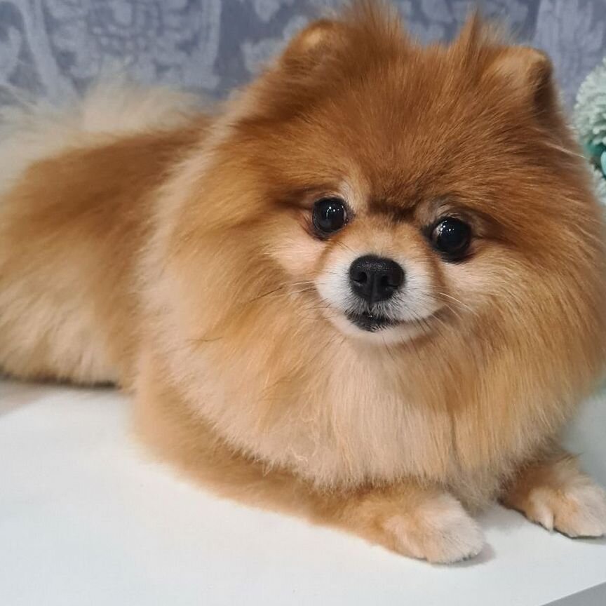 Кобель для вязки