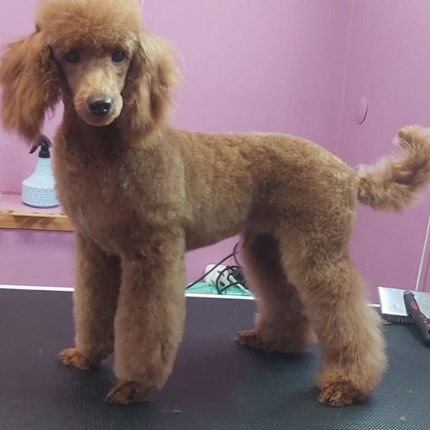 Карликовый пудель, щенок