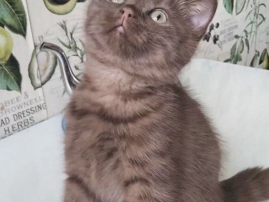 Британские котята