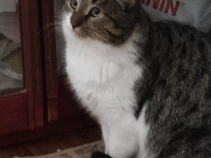 Котики