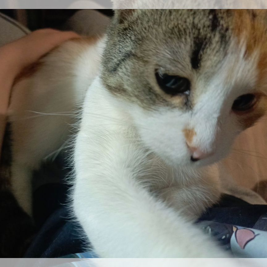 Взрослая, кошка в добрые руки