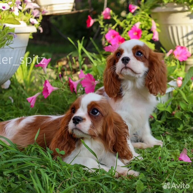 Очаровательны мальчики Кавалер Кинг Чарль