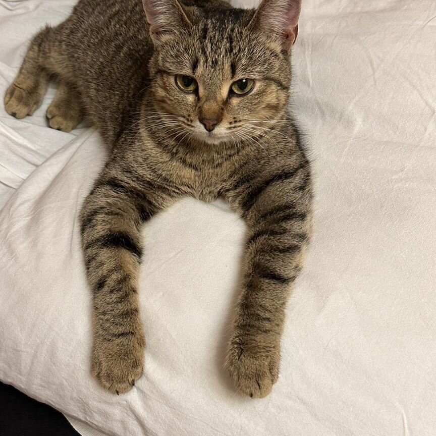 Котята в добрые руки бесплатно