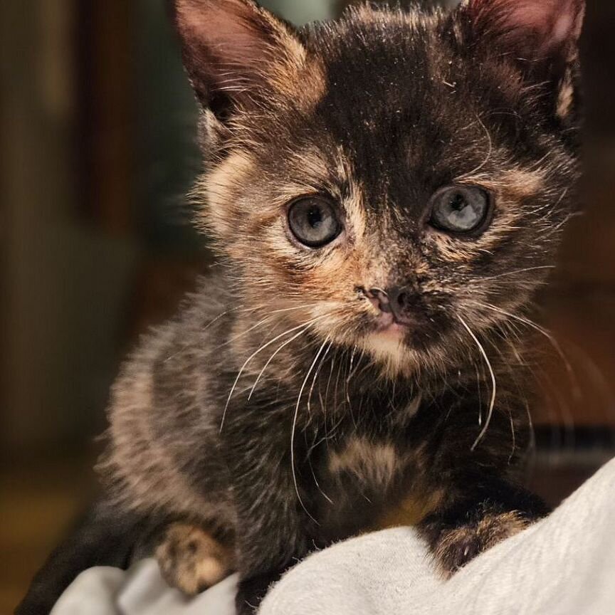 Котенок ищет дом