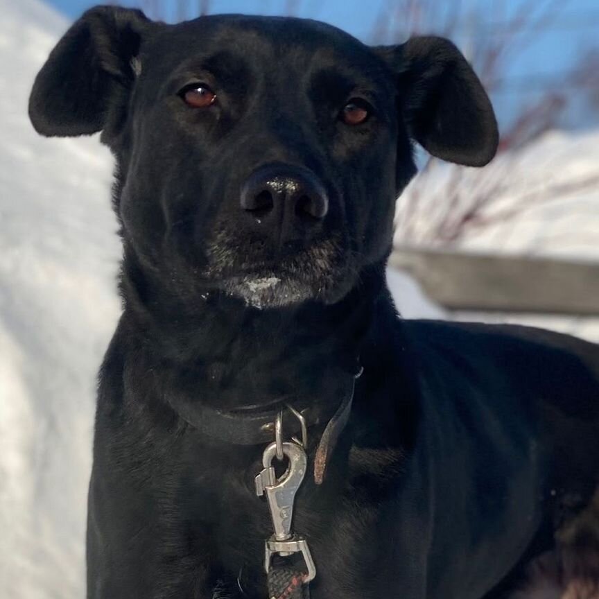 Взрослый пёс в добрые руки