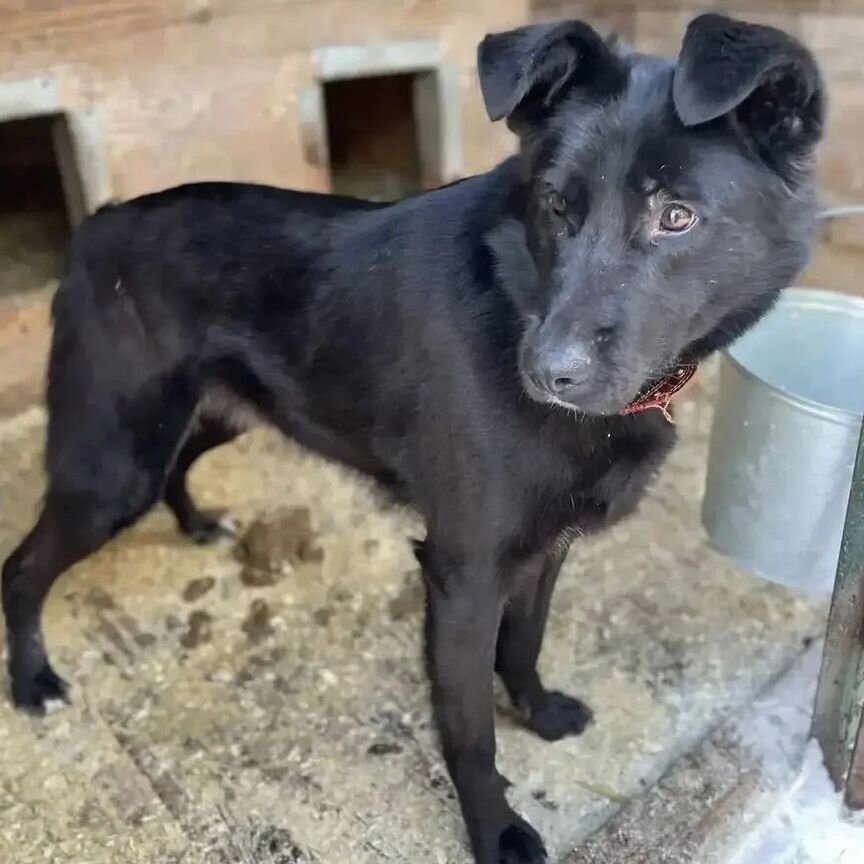 Взрослый пёс в добрые руки