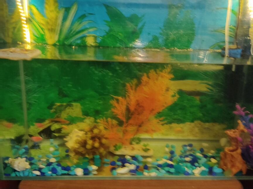 Аквариумные рыбки и аквариум на 100 л фильтр