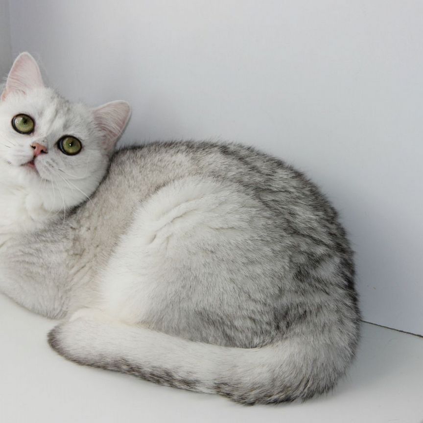 Элитная британская красотка