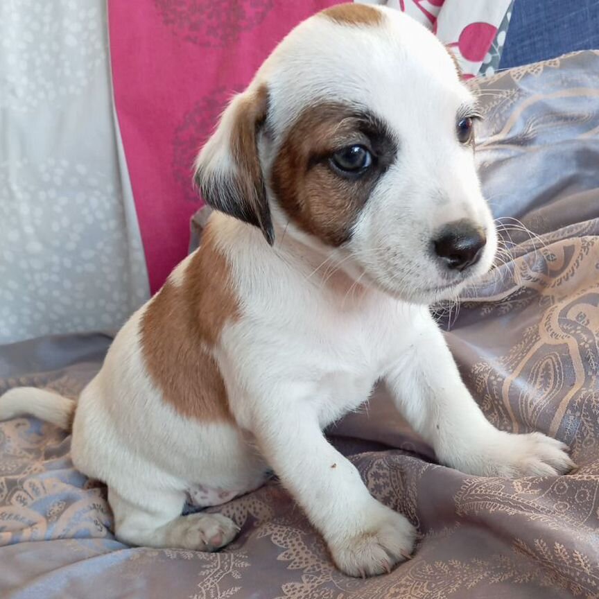 Щенки джек рассел терьер