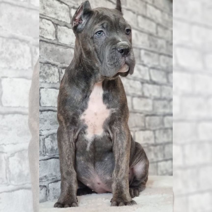 Щенки кане корсо