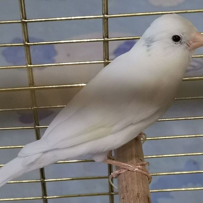 Кенар поющий